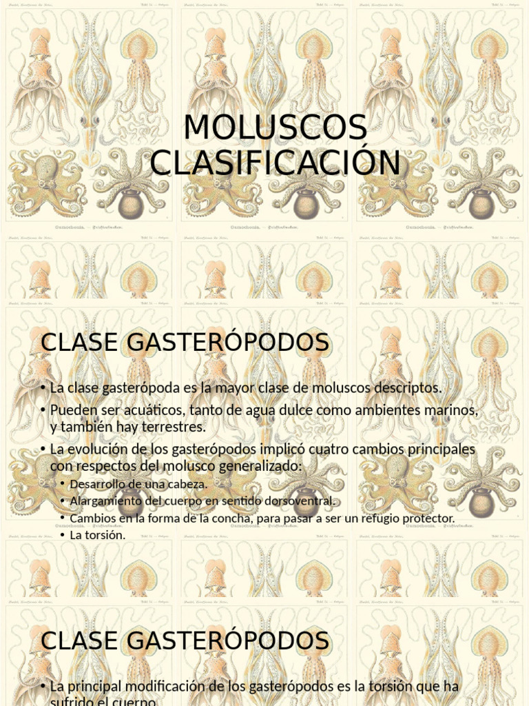 Clasificación y características de moluscos | PDF | Moluscos | Bivalvia
