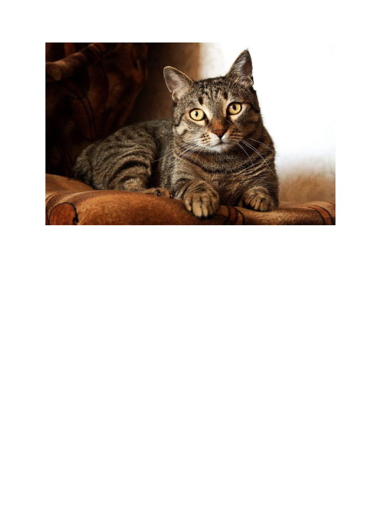 Nowy Dokument Programu Microsoft Word - Kopia | PDF