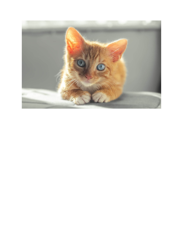 Nowy Dokument Programu Microsoft Word - Kopia | PDF