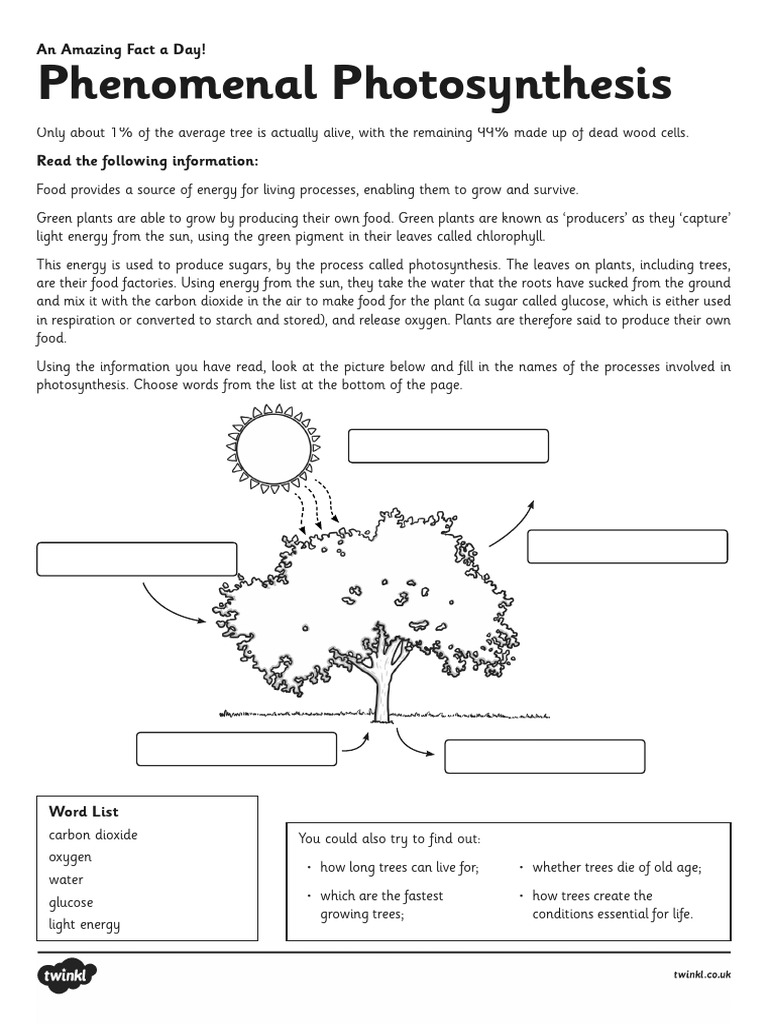 Photosynthesis Process Explained | PDF