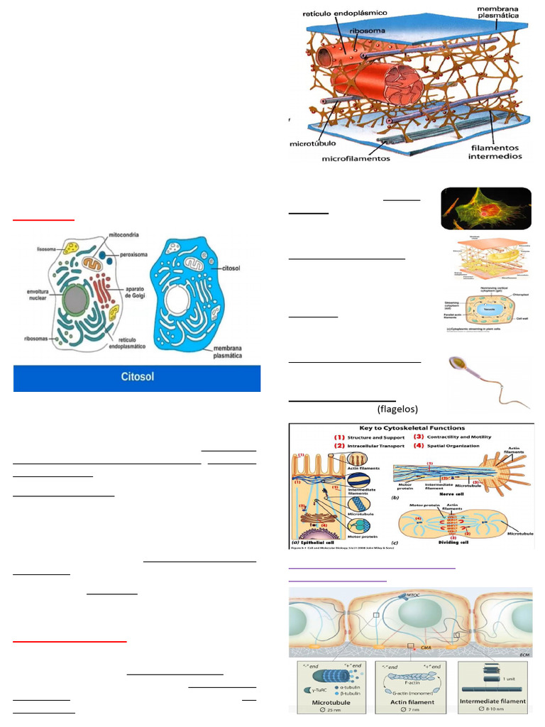 Estructura y Función del Citoesqueleto Celular | PDF | Microtúbulos ...