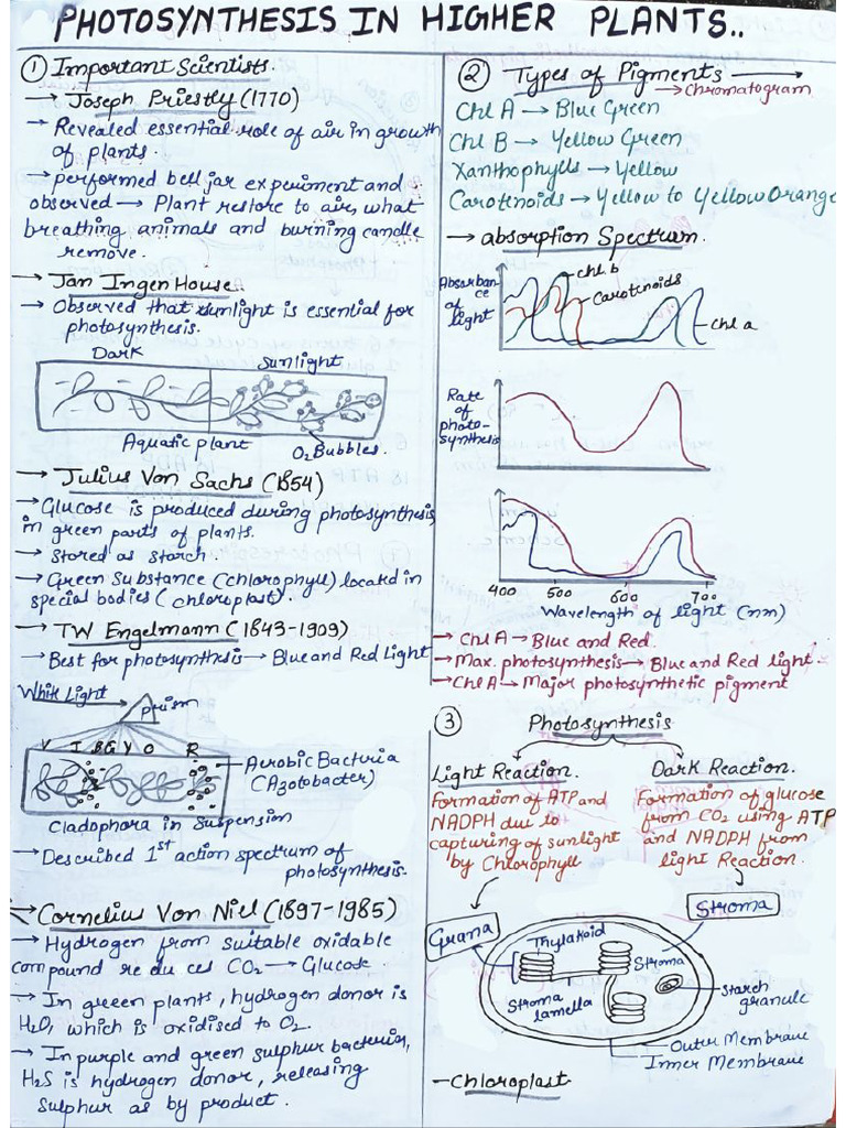 Photosynthesis in Higher Plants | PDF
