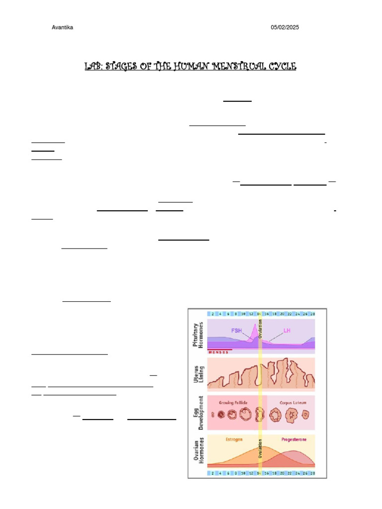 Human Menstrual Cycle Lab Guide | PDF | Menstrual Cycle | Ovary