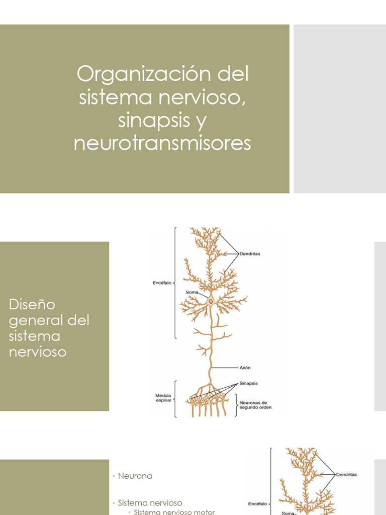 052 Cap 46 Organización Del Sistema Nervioso, Funciones Basicas de La Sinapsis y ...