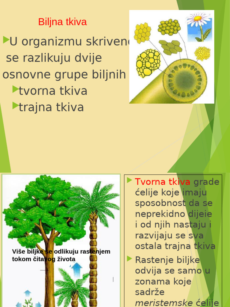 Biljna Tkiva | PDF