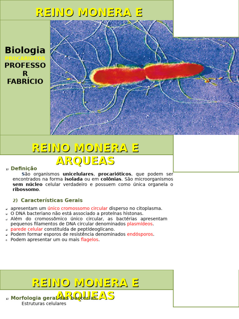 Reino Monera: Bactérias e Arqueas | PDF | Bactérias | Célula (Biologia)