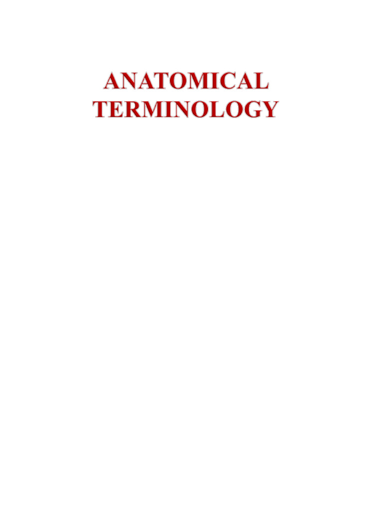 Anatomical Positions & Planes Guide | PDF | Anatomical Terms Of Motion ...