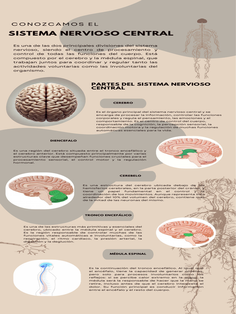 Infografia SNC | PDF | Cerebro | Sistema nervioso central