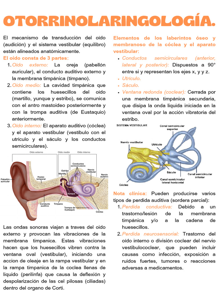 OTORRINO | PDF | Oído | Escuchando