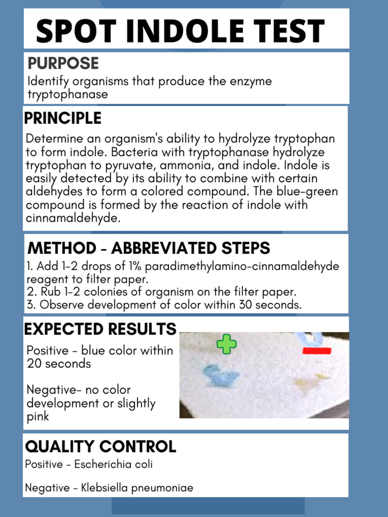 Spot Indole Test | PDF