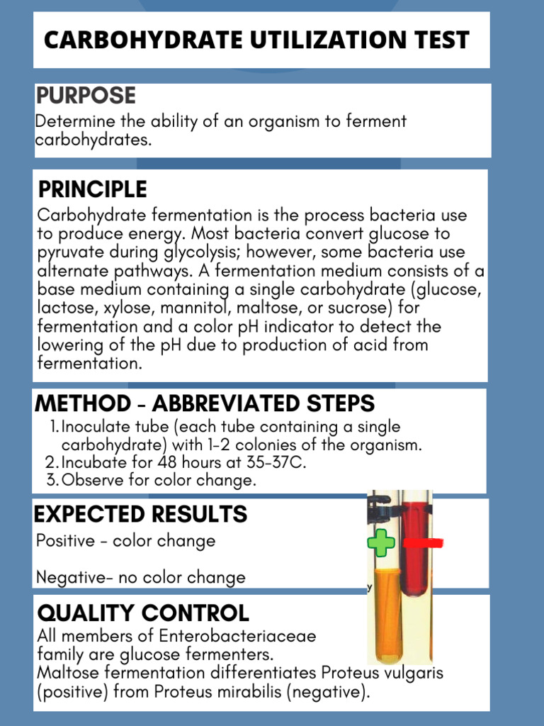 Carbohydrate Fermentation Test Guide | PDF