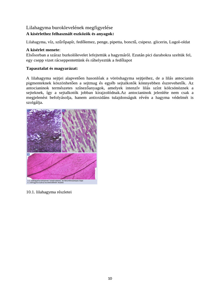 Lilahagyma Buroklevelének Megfigyelése | PDF