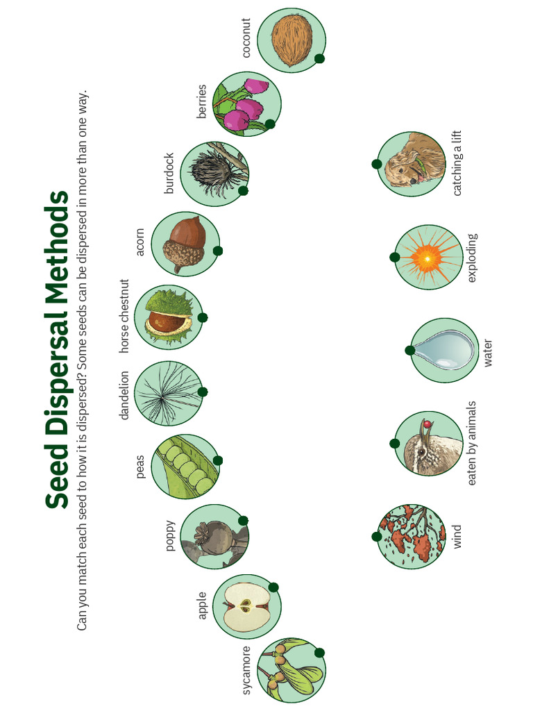 Seed Dispersal Activity | PDF