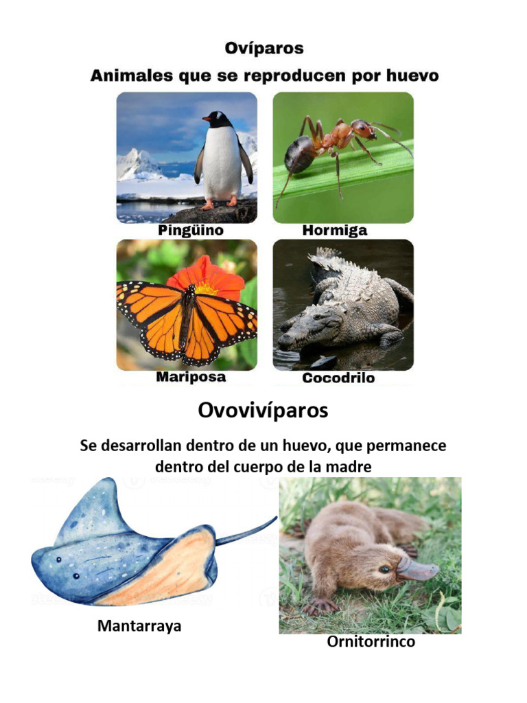Caracteristicas de Los Animales | PDF