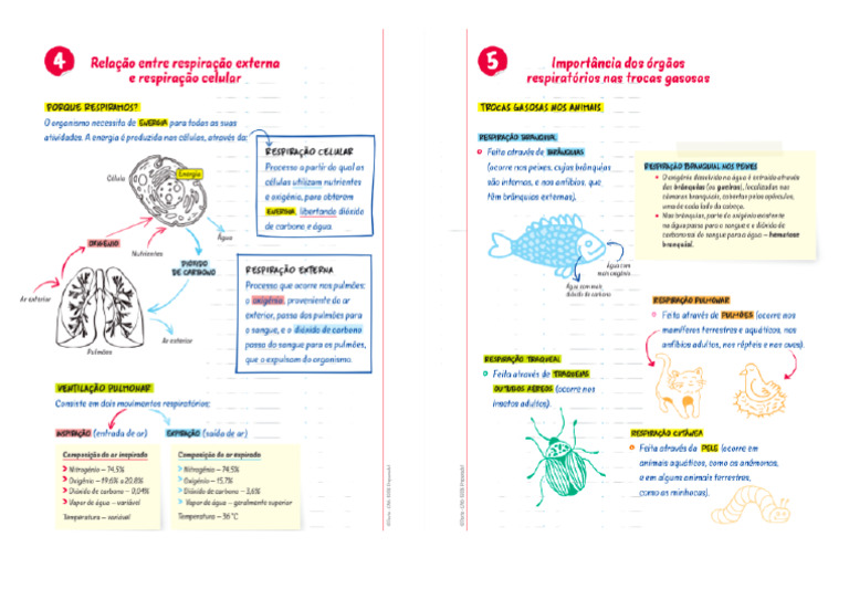 Resumo Respira - o | PDF