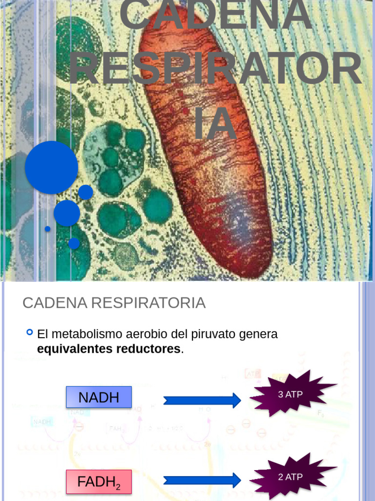 Cadena Respiratoria | PDF | Trifosfato de adenosina | Cadena de transporte de electrones