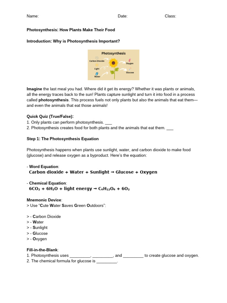 Photosynthesis, Leaf Structure, and Food Chains | PDF | Leaf | Photosynthesis