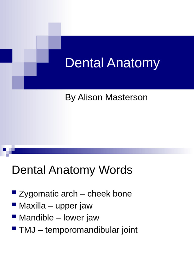 Skull and Mandible Anatomy Overview | PDF | Skull | Musculoskeletal System