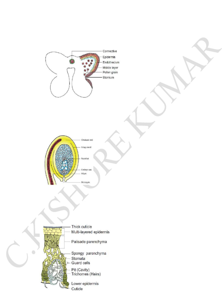 12th Bio Botany Practicals | PDF | Biology | Genetics