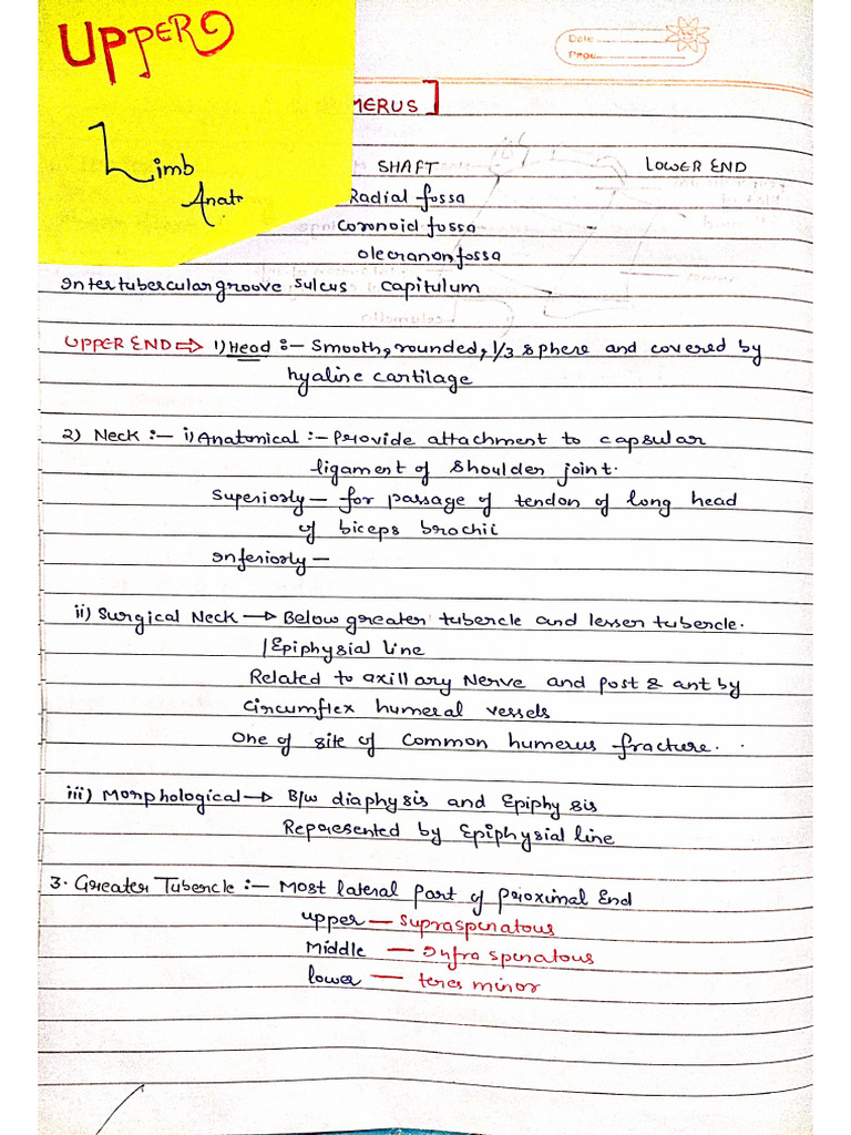 Upper Limb Bones Muscles Anatomy | PDF