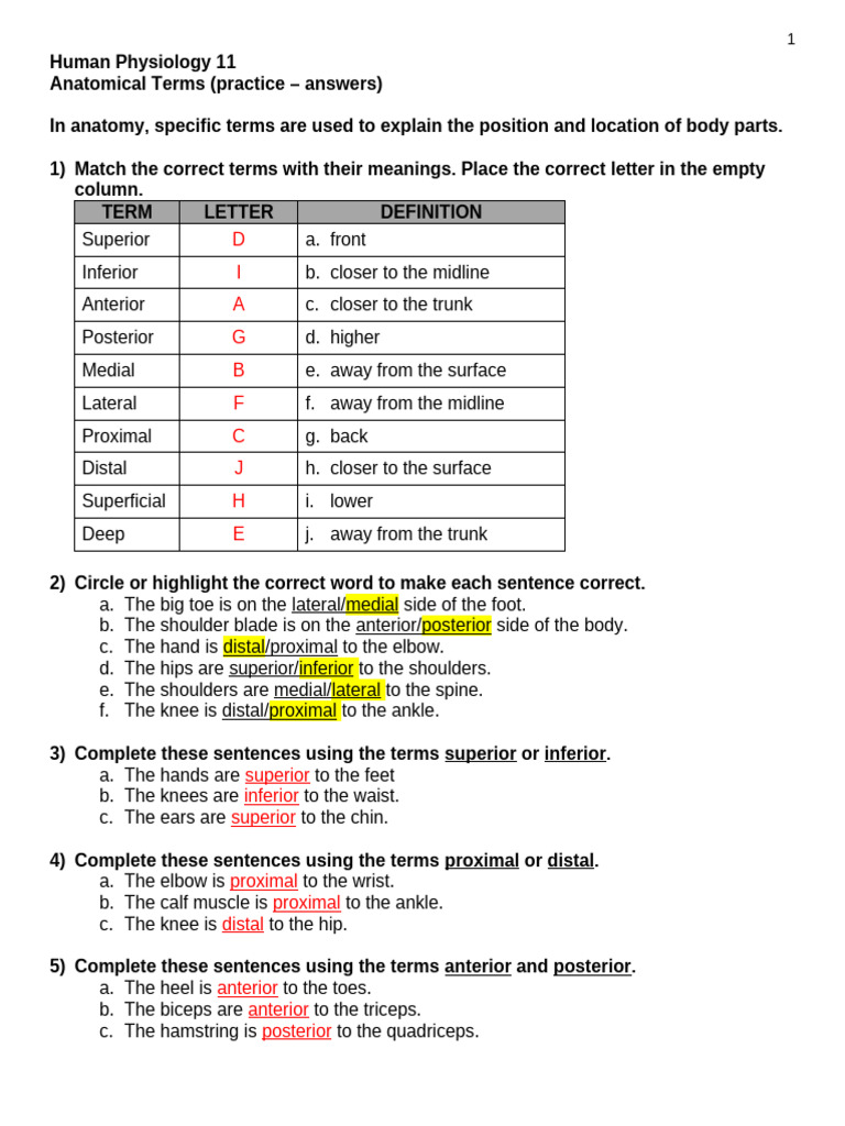 Human Phys 11 - Anatomical Terms (worksheet answers) | PDF