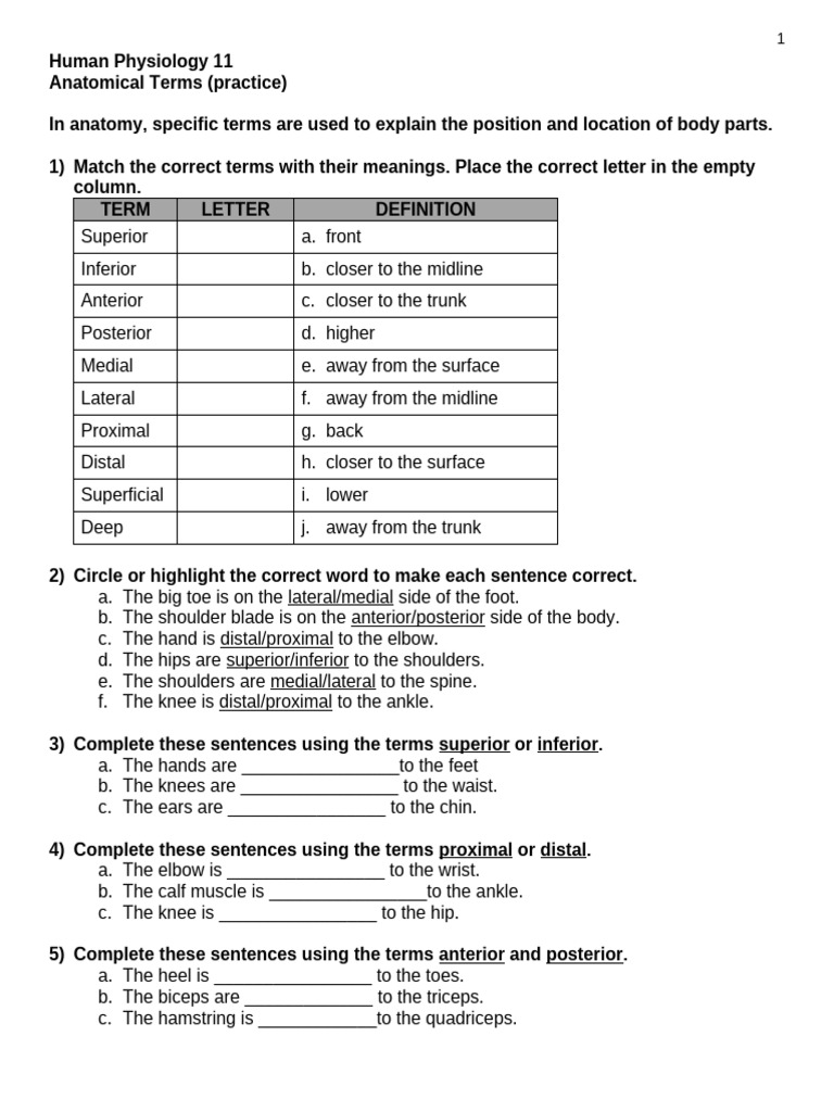 Human Phys 11 - Anatomical Terms (worksheet) | PDF