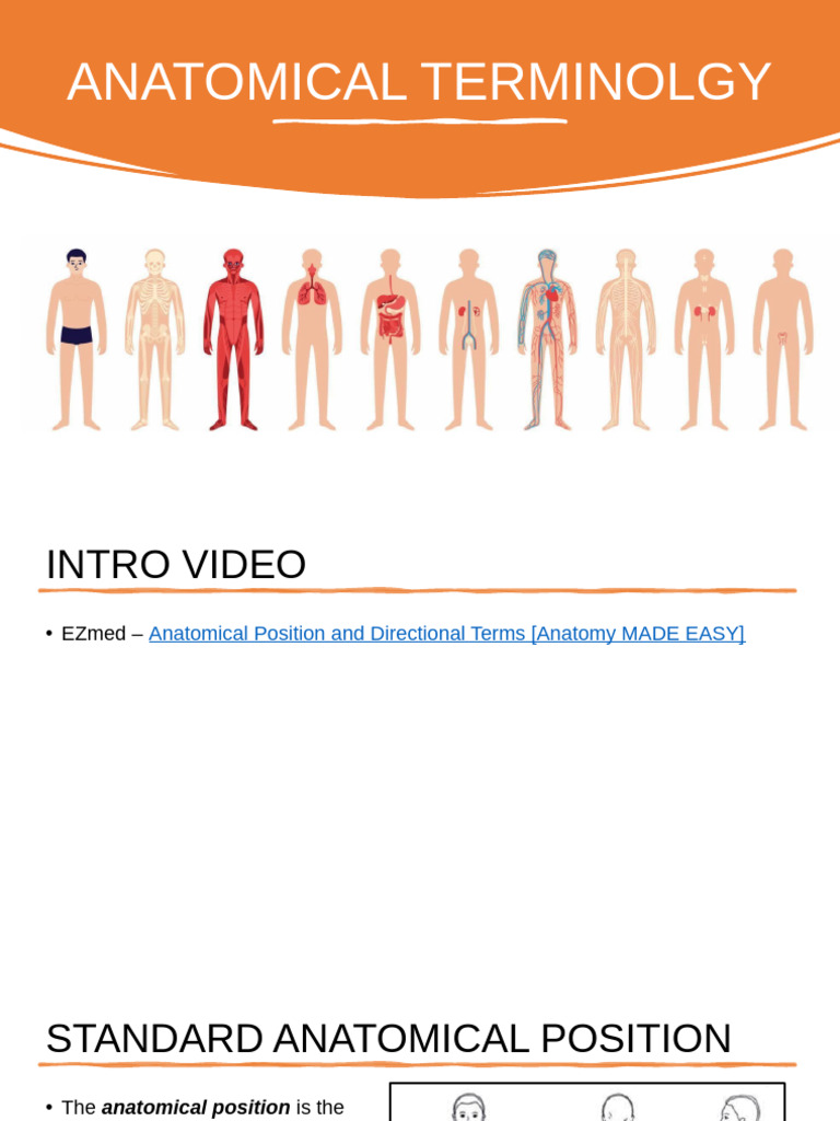Human Phys 11 - Anatomical Terminology PPT | PDF