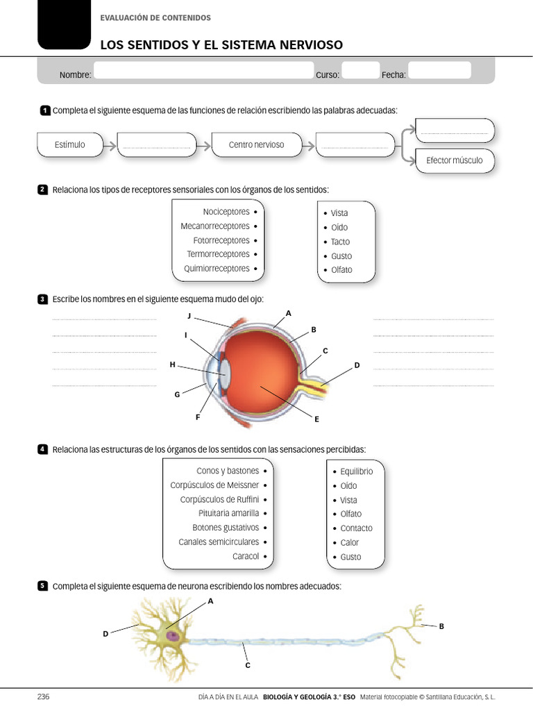 3 Ev Ex29-4-22 Los Sentidos y El Sistema Nervioso - p19-22 | PDF ...