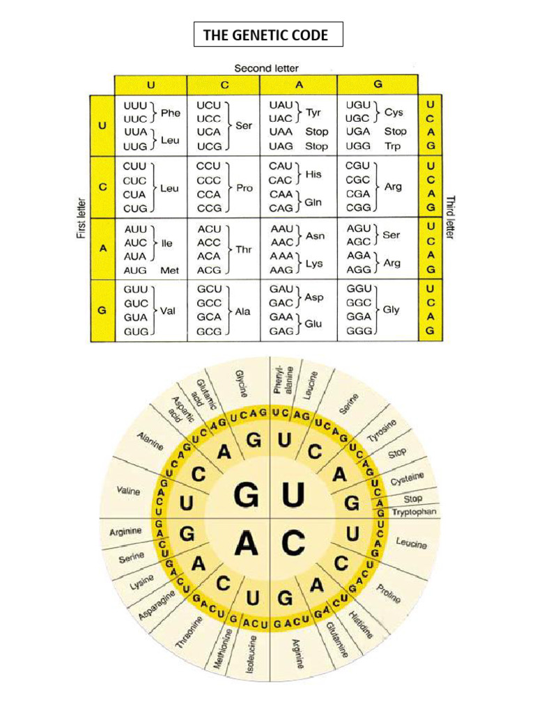 Genetic Code | PDF