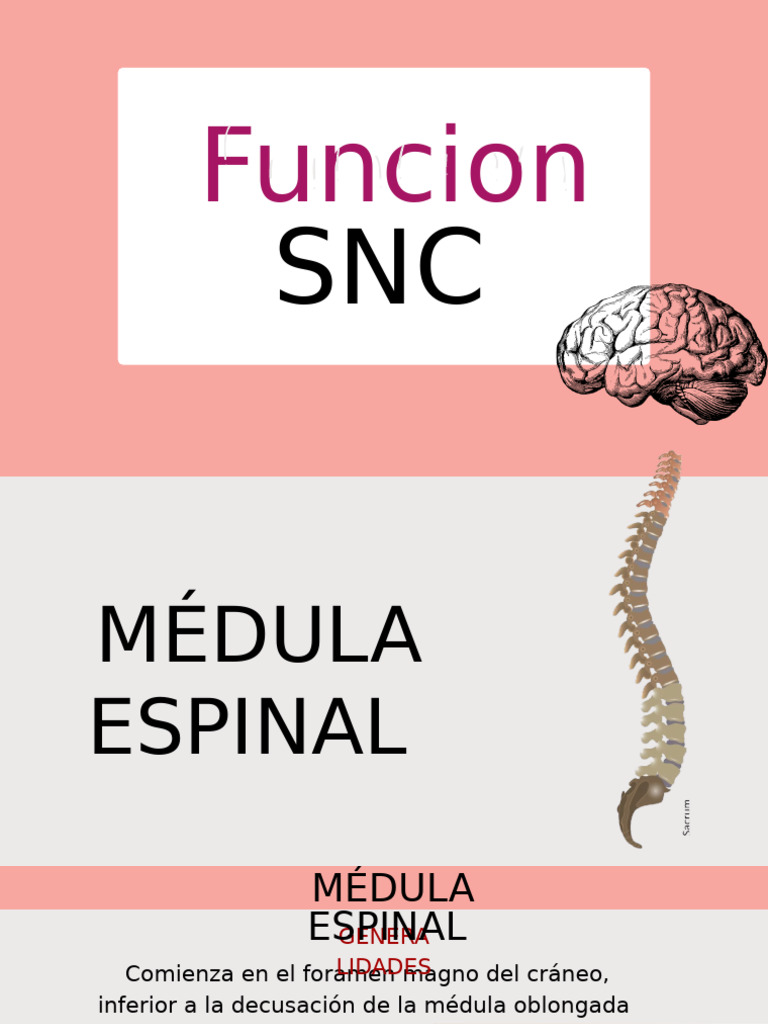 SNC 1 | PDF | Ganglios basales | Cerebro
