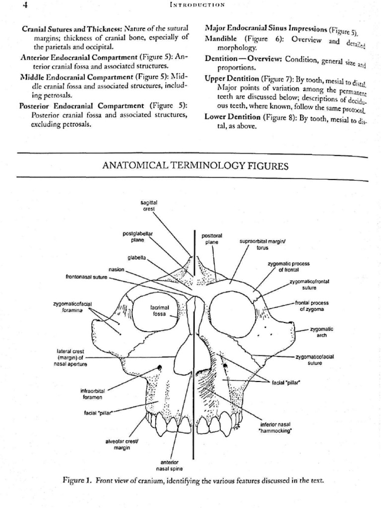 Anatomical Terminology Figures | PDF | Skull | Skeletal System