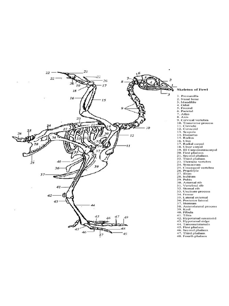 0007 Fowl Skleton Skeleton of Domestic Animals Vetscraft - JPG | PDF