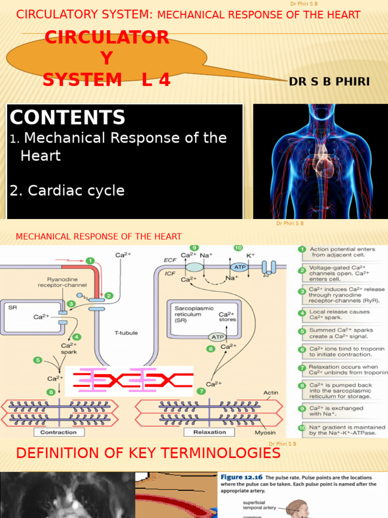 Circulatory System Lecture 4 | PDF | Heart Valve | Ventricle (Heart)