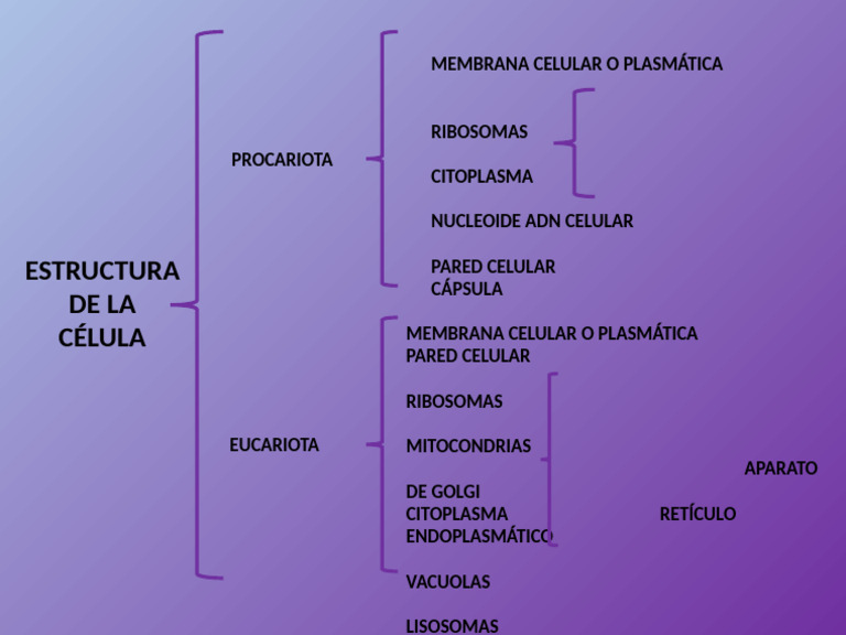 Cuadro Comparativo de La Célula | PDF