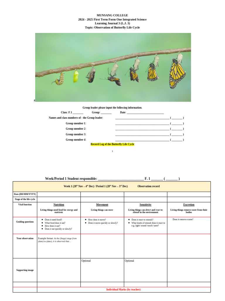 Copy of 2425 Group A_L.J 3 - Observation of Butterfly Life Cycle | PDF | Butterfly | Pupa