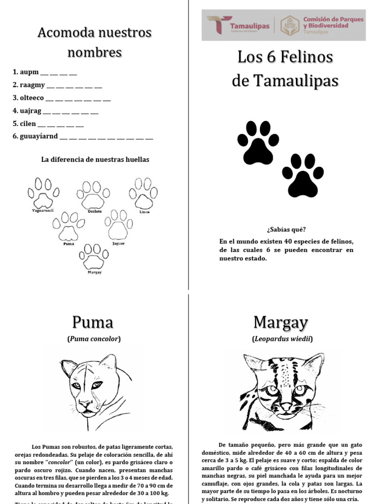 Felinos de Tamaulipas: Especies y Hábitats | PDF | Lince | Puma
