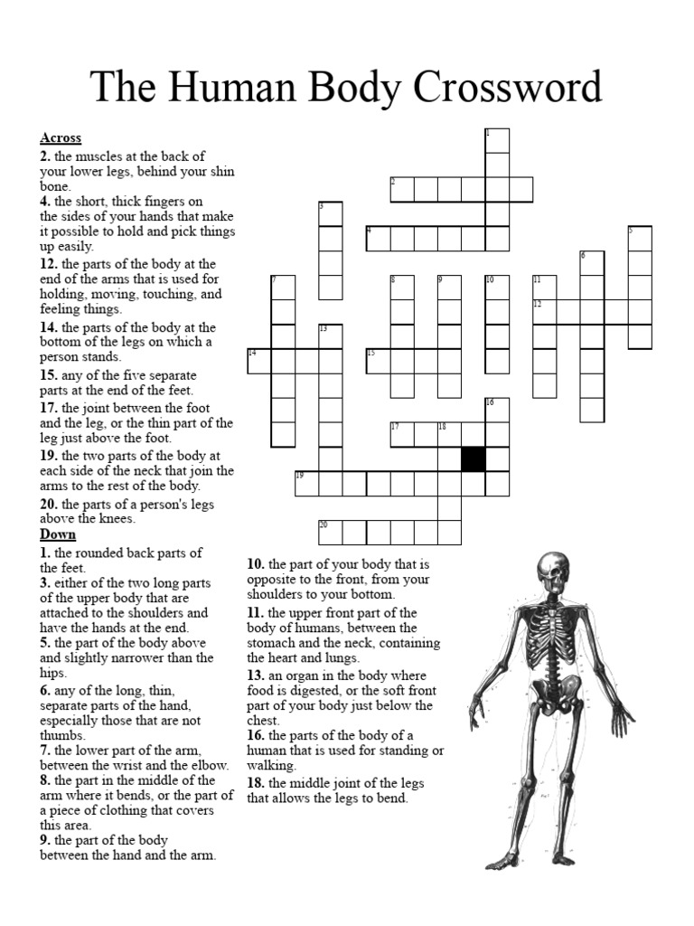 The Human Body Crossword | PDF | Hand | Thorax
