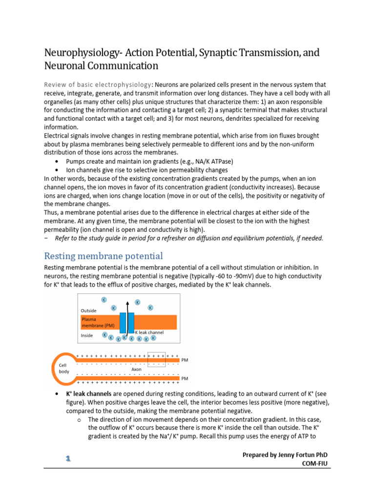 Neurophysiology: Action Potentials Explained | PDF | Membrane Potential ...