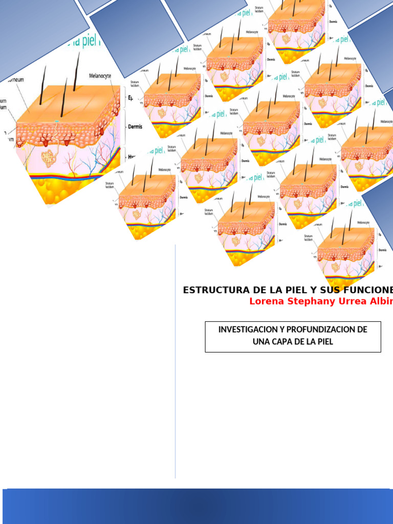 Estructura y Función de la Piel | PDF | Epidermis | Piel