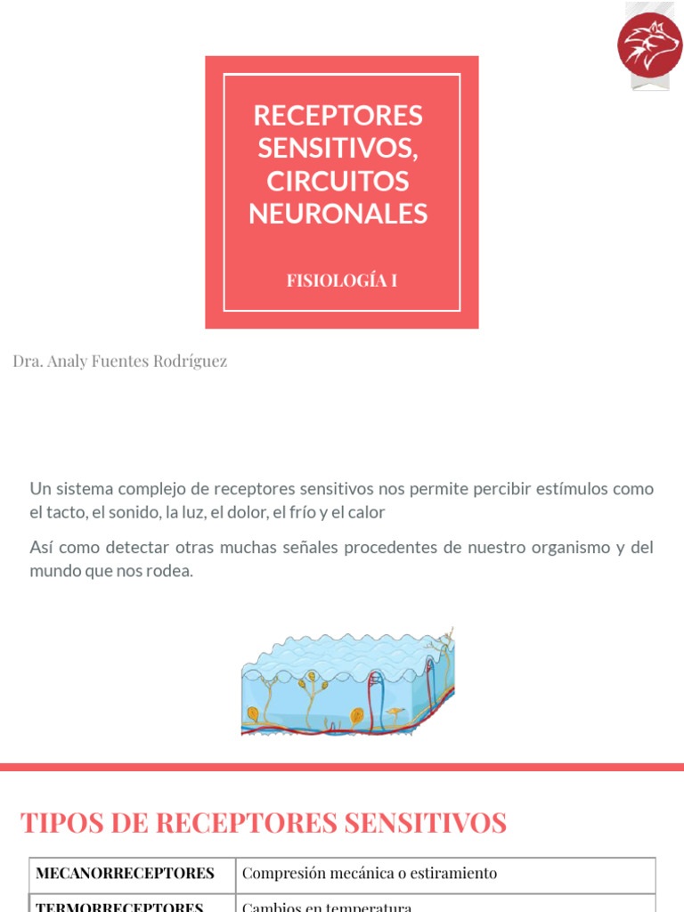 Receptores Sensitivos y Circuitos Neuronales | PDF | Neurona | Fisiología