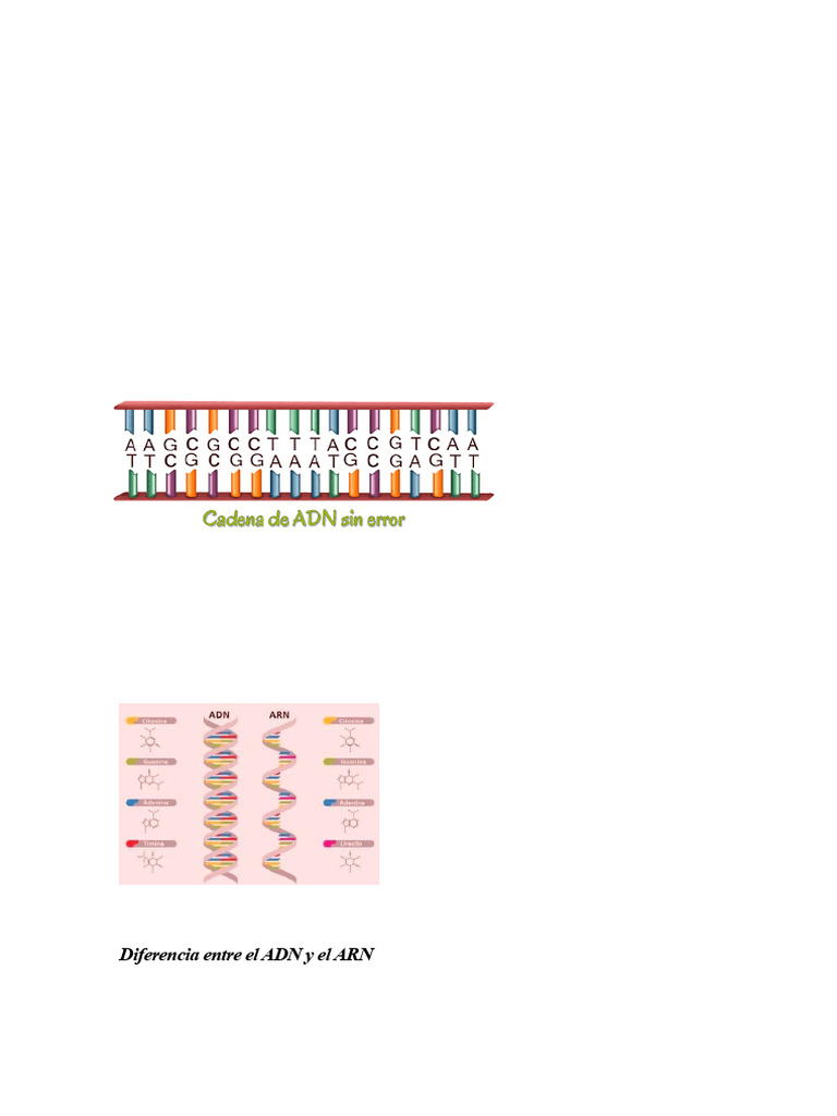 Moléculas de ADN y ARN | PDF | Rna | Adn