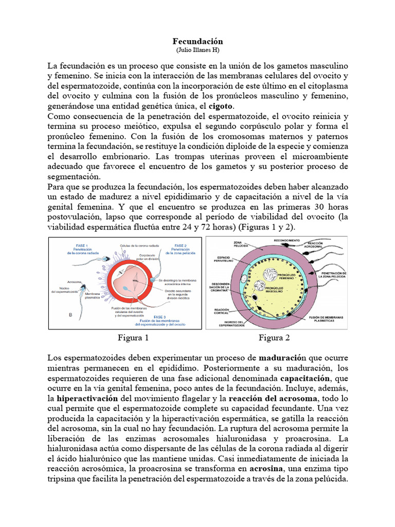 01+Fecundacio%CC%81n%2C+Segmentacio%CC%81n%2C+Implantacio%CC%81n+y ...