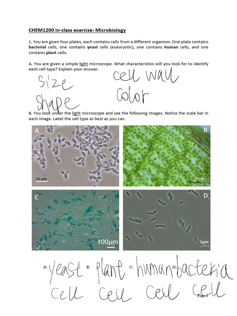 Chem1200 In Class Exercise Microbiology Hand In Pdf Cell Biology