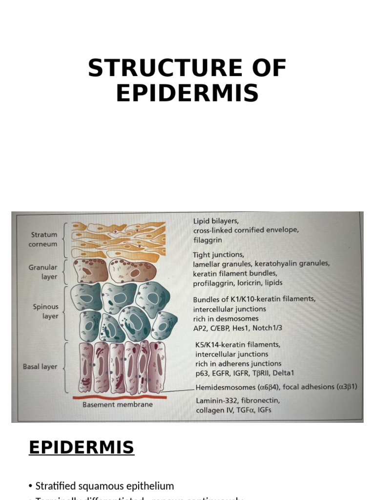 Structure of Epidermis Hima | PDF | Epidermis | Signal Transduction
