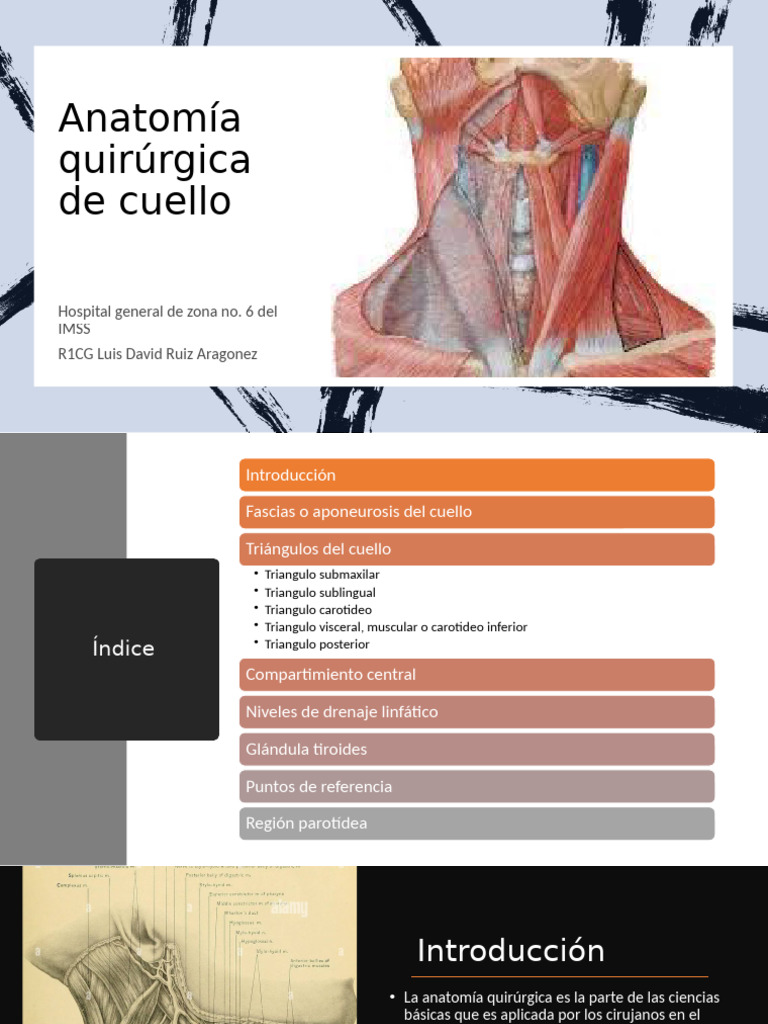 Anatomía quirúrgica de cuello | PDF | Laringe | Tiroides