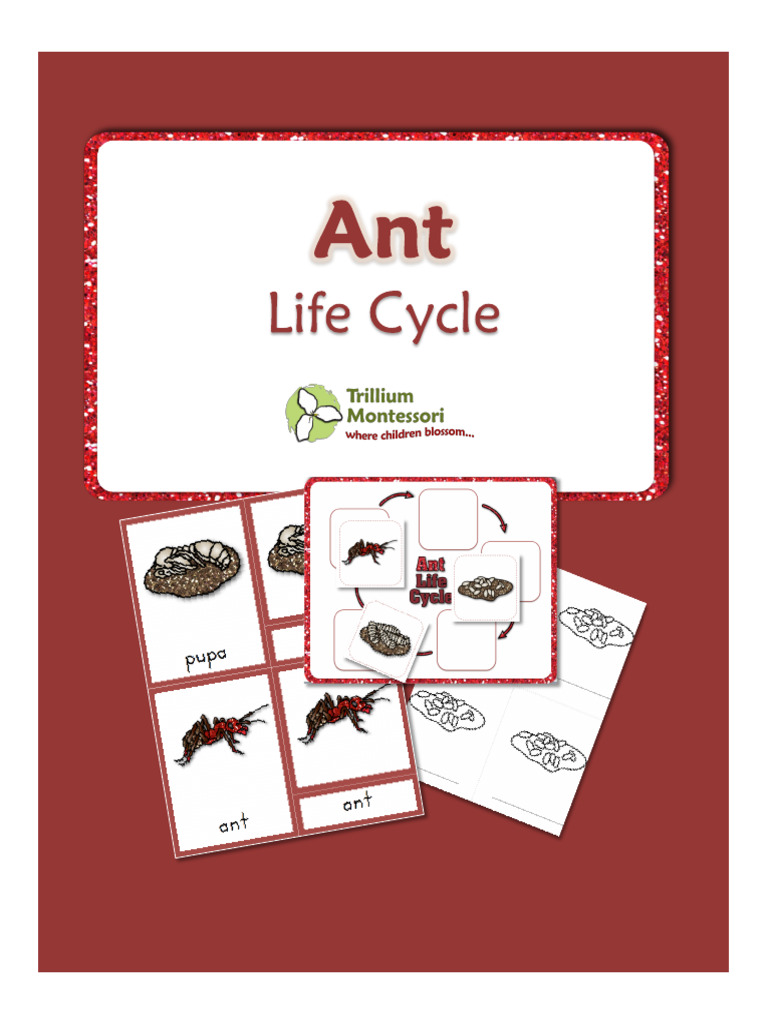 Life Cycles - Ant by Trillium Montessori | PDF