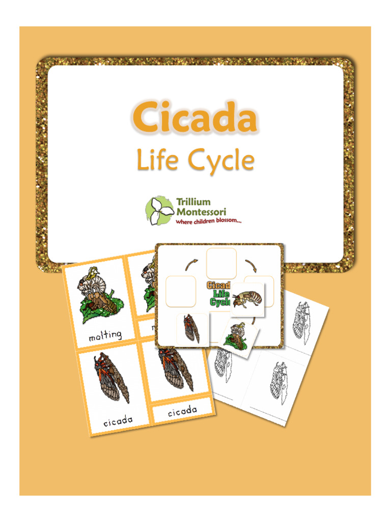 Life Cycles - Cicada by Trillium Montessori | PDF