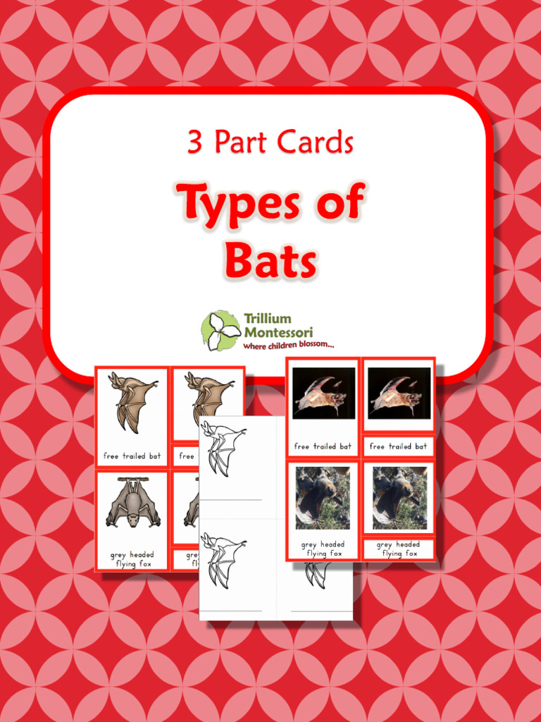 Bats 3 Part Cards by Trillium Montessori | PDF