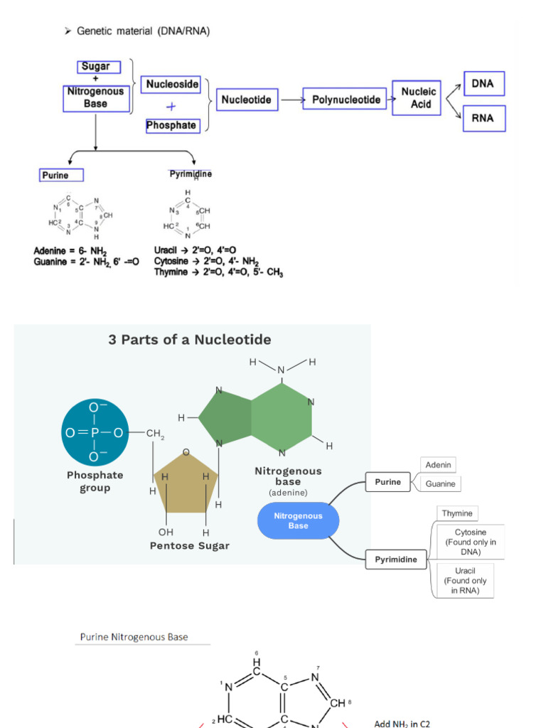 Nucleic Acids | PDF | Ribosomal Rna | Dna