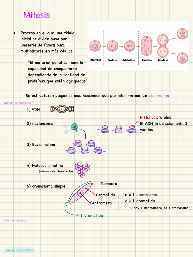 Mitosis | PDF | Mitosis | Cromosoma